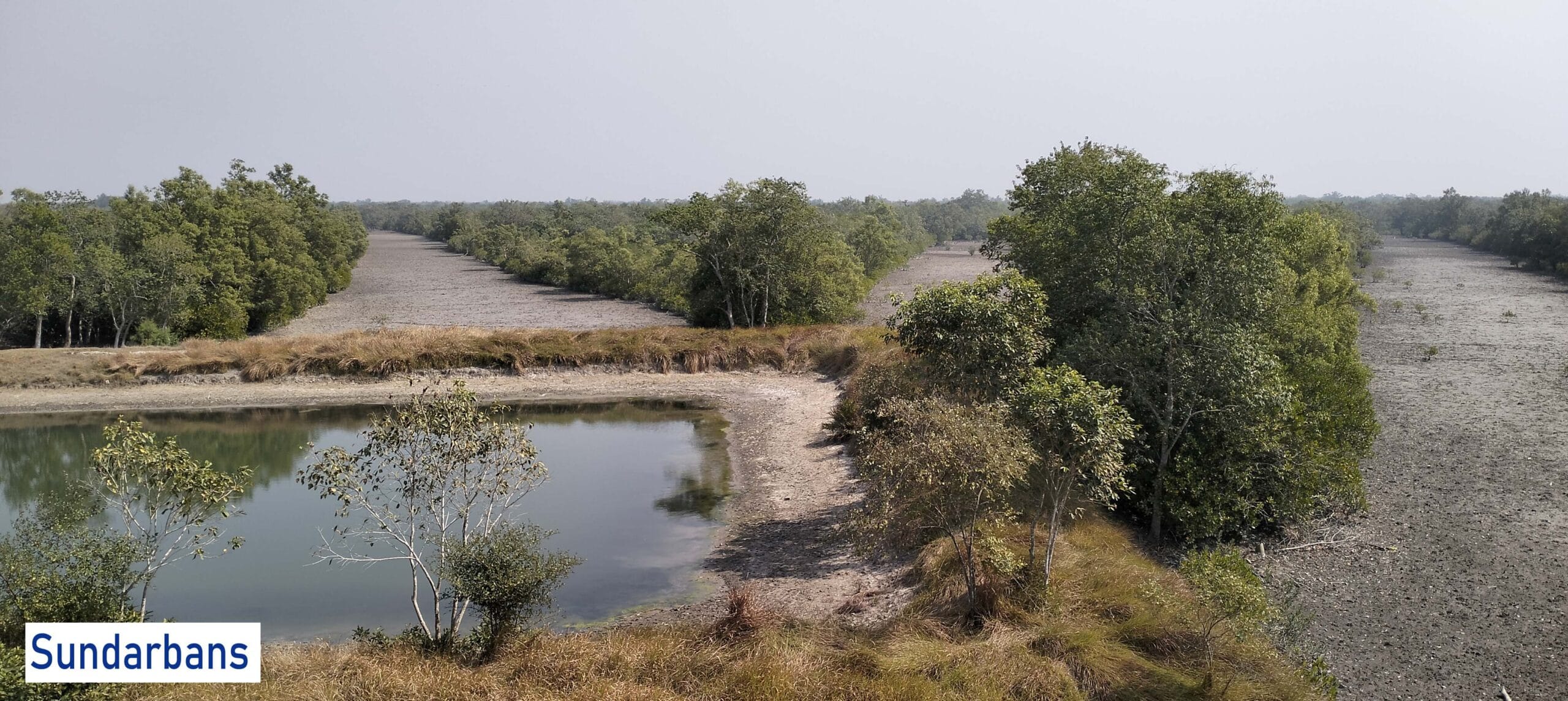 The Sundarbans: A Complete Guide to India's Largest Forest